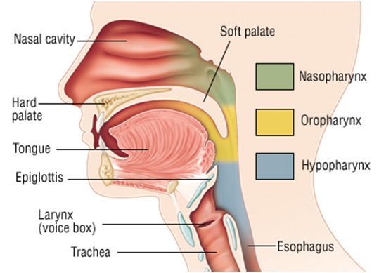 Pharynx Function In Digestive And Respiratory System