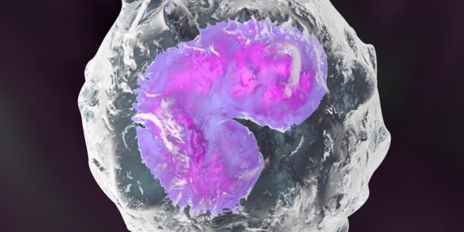 Absolute Monocytes Low, High, Normal Range, Blood Test